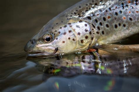 Image result for Euro Style Nymph Patterns