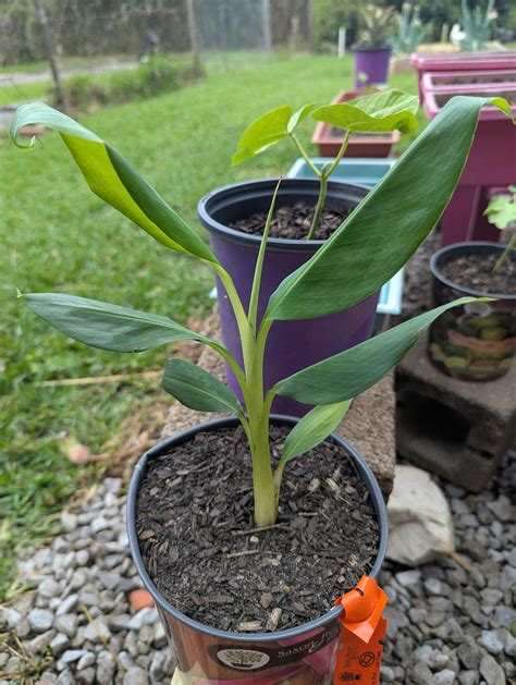 Image result for Blue Java Banana Tree