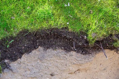 Image result for Humus Layer