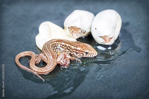 Image result for Lizard Hatching