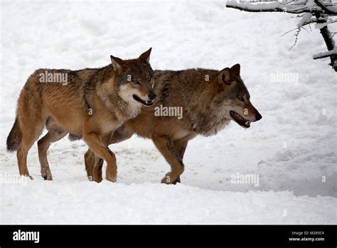 Image result for Wolves in Winter