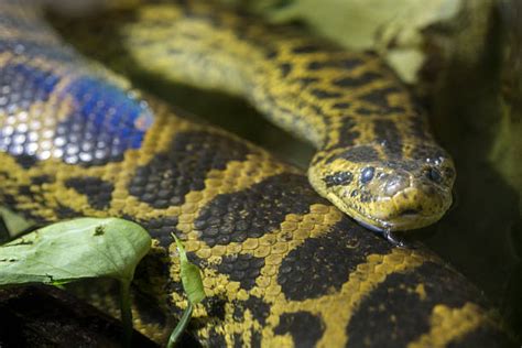 Image result for Python in Water