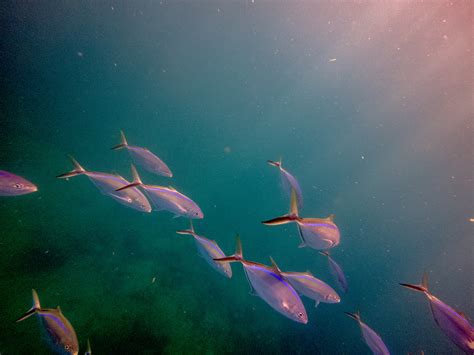 Image result for How to Catch Blue Runner Fish