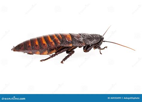 Image result for Profile Pic Cockroach