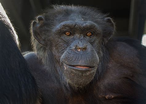 Image result for Chimps Tutorial