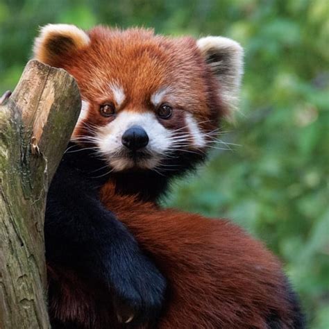 Image result for Red Panda Call