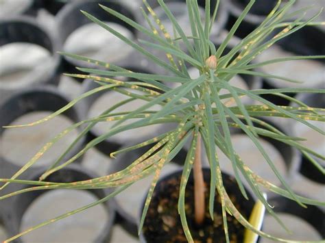 Image result for Pear Rust Distribution Map