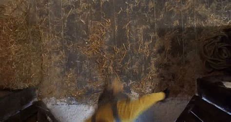 Image result for Snow Dogs Screencaps