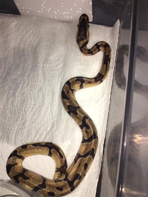 Image result for Underweight Reticulated Python