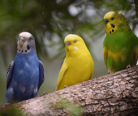 Image result for 3 Birds One Bullet