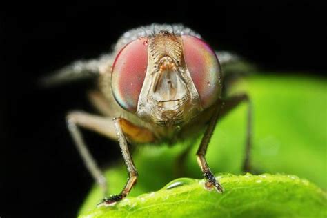 Image result for Fly Vision Lens