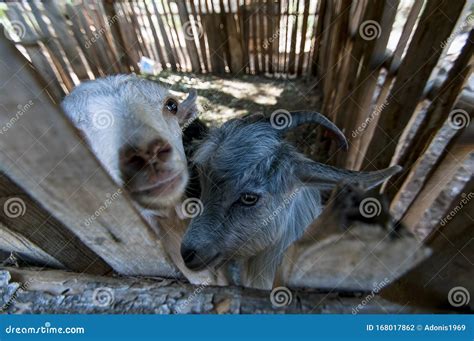 Image result for Goats Smiling