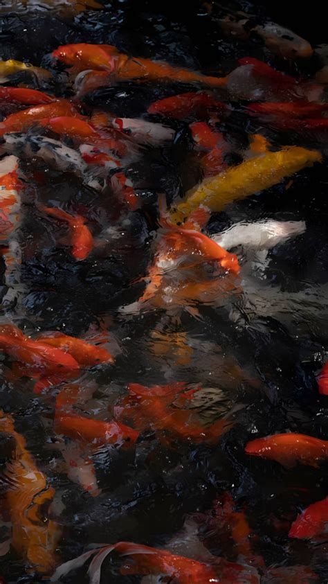 Image result for Fish Computer Backgrounds