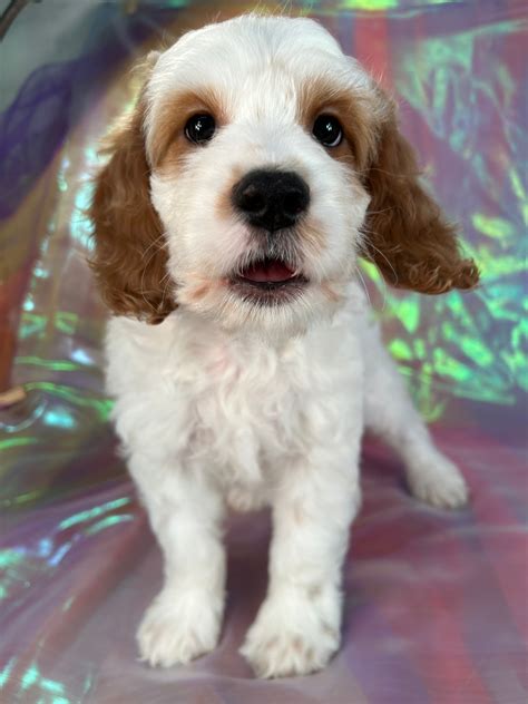 Image result for Red and White Cockapoo