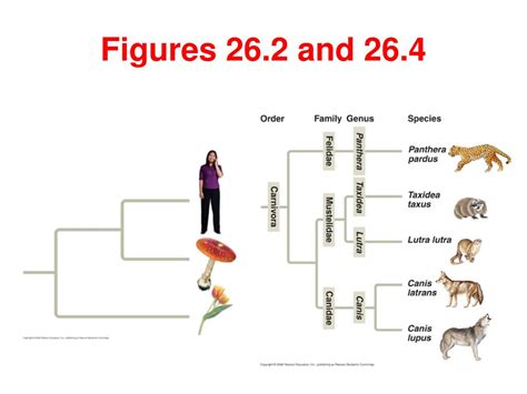 Image result for Linnaean System Example