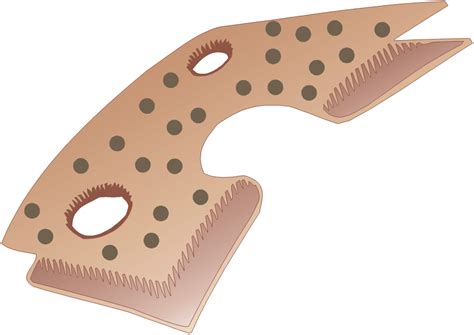 Nuclear Envelope Diagram | Quizlet