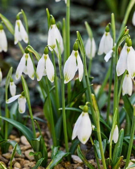 Image result for Snowdrop Varieties
