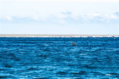 Image result for Manta Ray Jumping Over Bridge