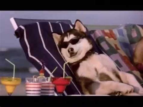 Image result for Snow Dogs 2002 Trailer