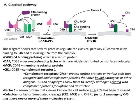 Image result for Complement Fixation Animation