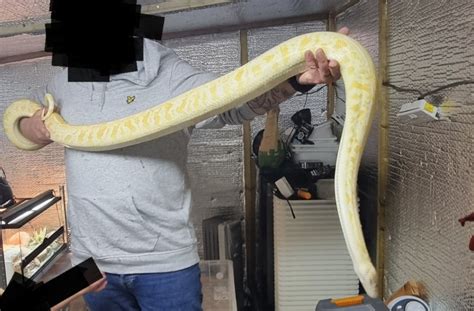 Image result for Male Burmese Python