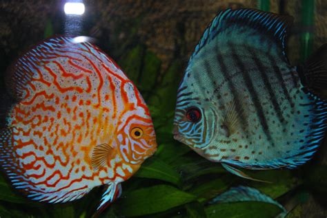 Image result for Discus Fish Varieties