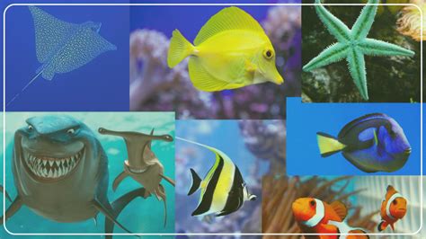 Image result for Finding Nemo Real Life