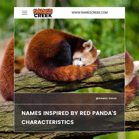 Image result for Red Panda Names