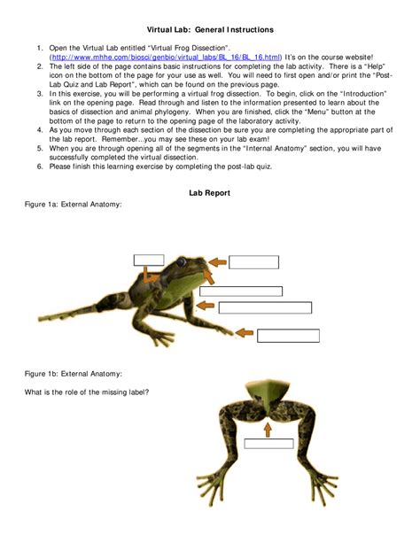 Image result for Frog Dissection