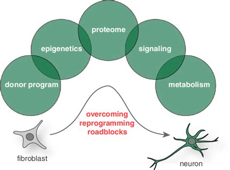 Image result for Cell Fate Reprogramming