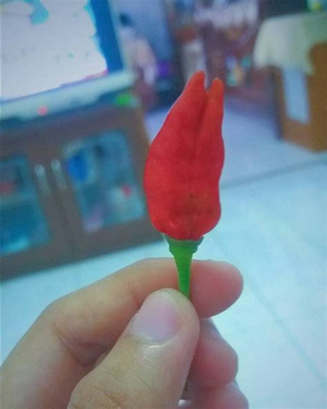 Image result for Poisonous Cockroach