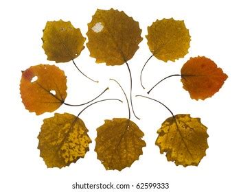 Image result for ASP Tree