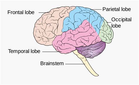 Human Brain Lobes Diagram , Free Transparent Clipart - ClipartKey