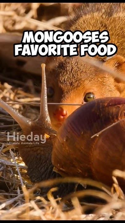 Image result for Do Mongooses Eat Python's