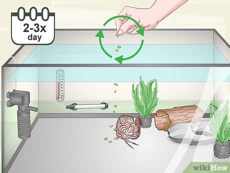 Image result for How to Keep Discus