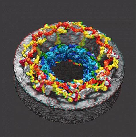 Image result for Nuclear Pore Complex Easy Struture