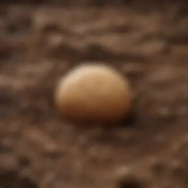 Image result for Humus Soil Cemical Compound