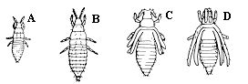 Insects Classification