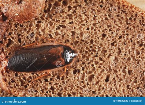 Image result for Cockroach Eating Food