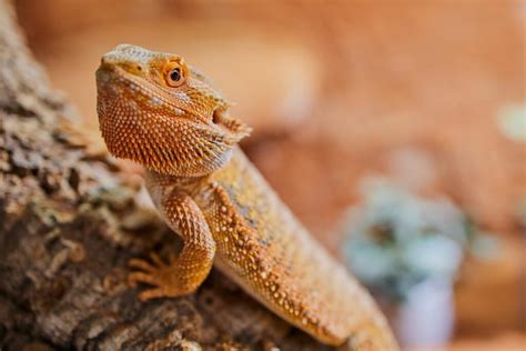 Image result for Types of Lizards Names