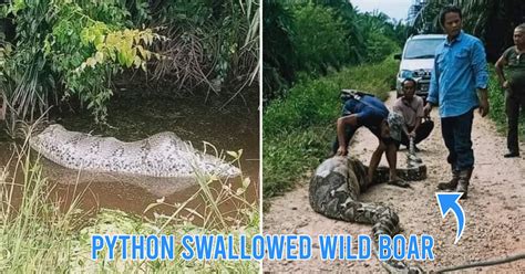 Image result for Wild Boar vs Python