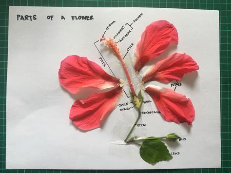 Image result for Hibiscus Flower Dissection