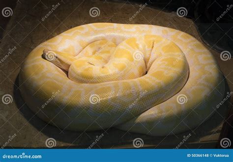 Image result for Male Burmese Python
