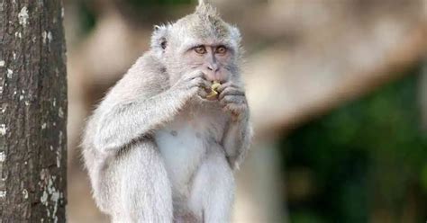 Image result for Macaque Behavior