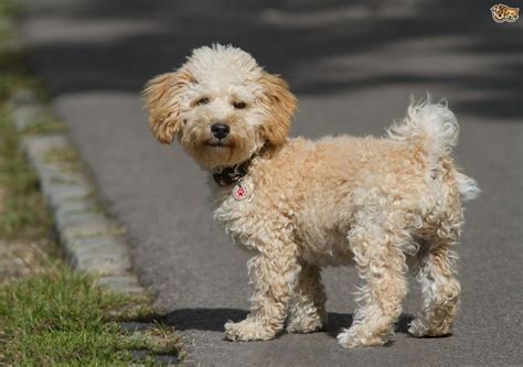 Image result for Cavapoo Dog