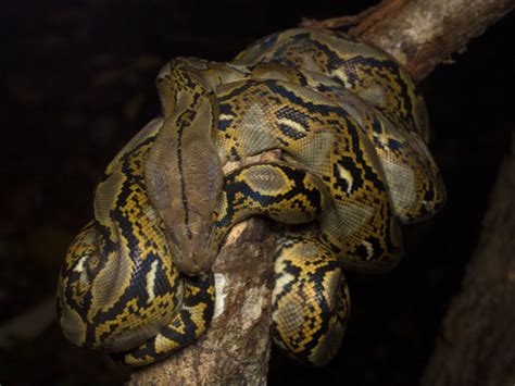 Image result for Reticulated Python Eating a Human