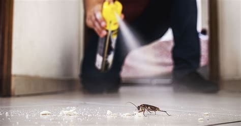 Image result for Poisonous Cockroach