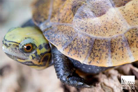 Image result for Turtle Hatching