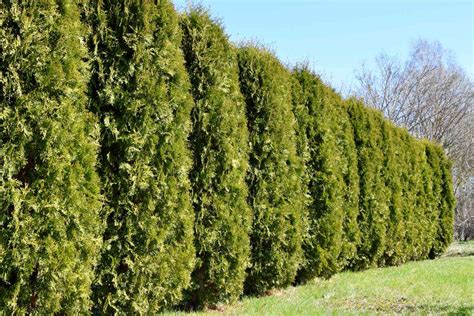 Image result for Fast Growing Shade Trees