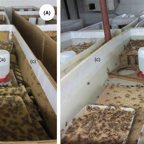 Image result for Insect Production